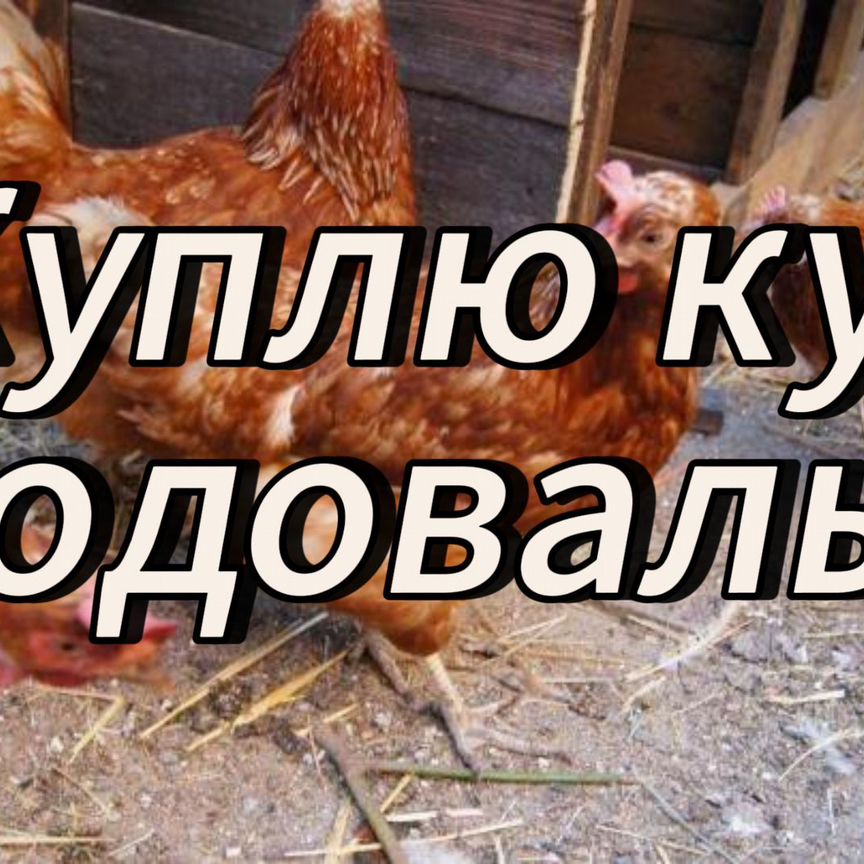 Куры несушки годовалые зеленодольский район