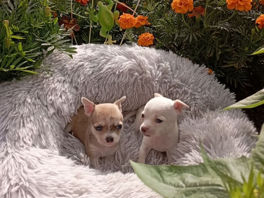 Щенки Чихуахуа мини