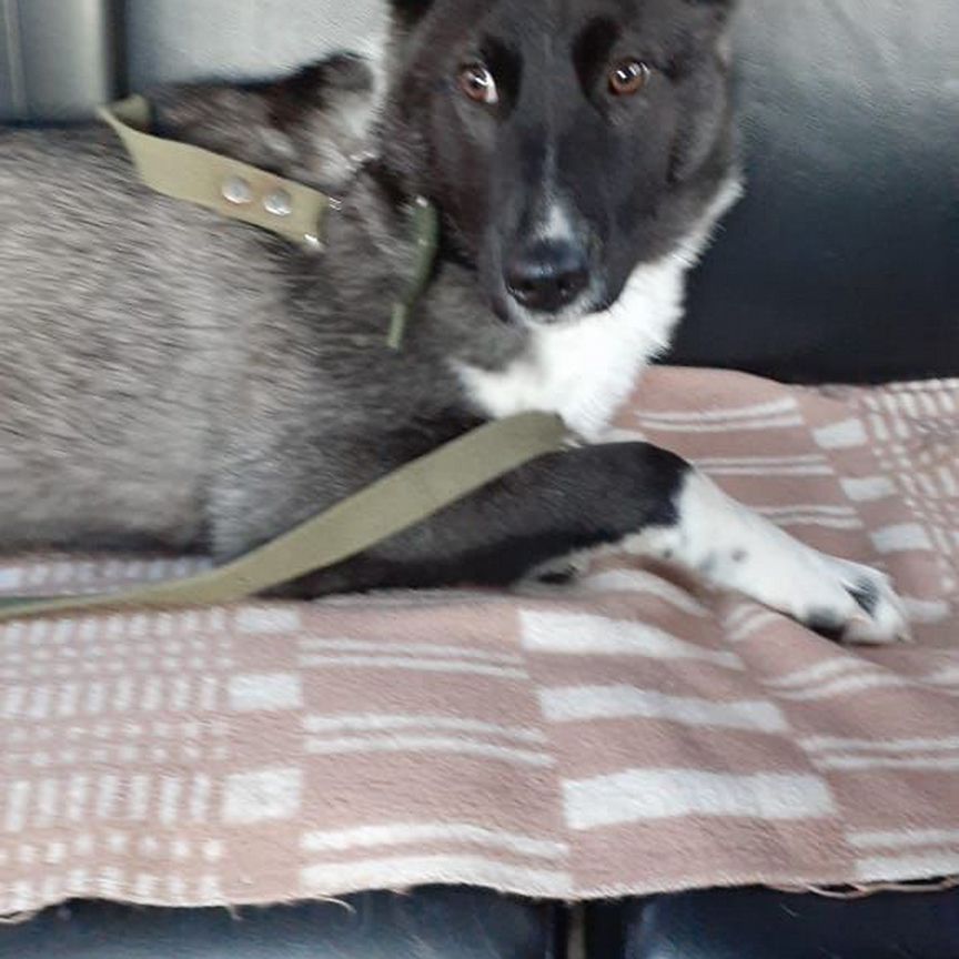 Собаке нужна передержка