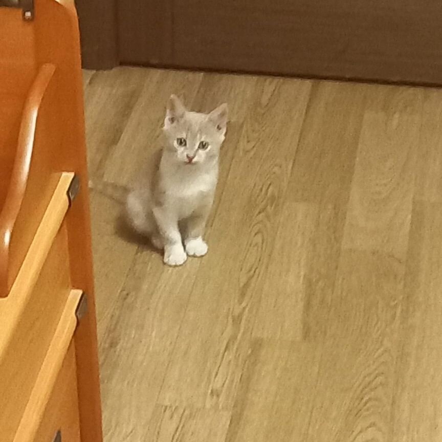 Котёнок в хорошие руки, очень умный