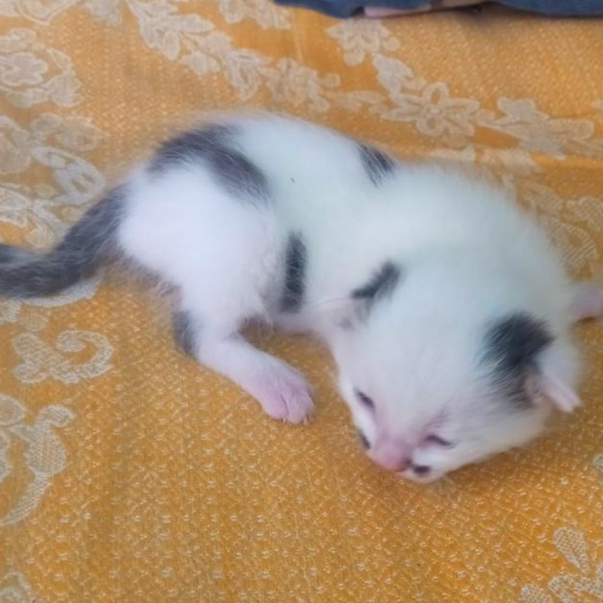 Котята в добрые руки SOS