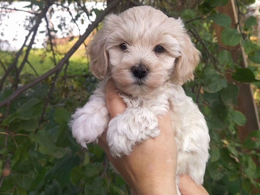 Девчонки Мальтипу