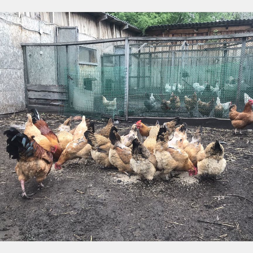 Инкубационное яйцо, цыплята