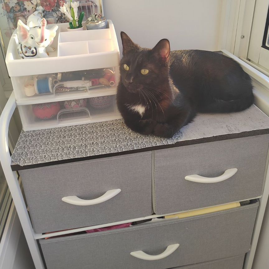 Взрослый кот в добрые руки