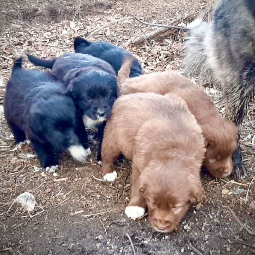 Щенок в добрые руки