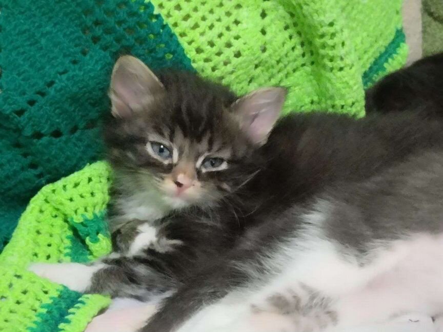 Котята в заботливые руки