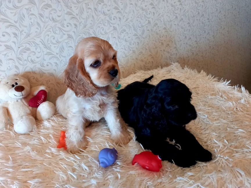 Щенки американского кокер спаниеля