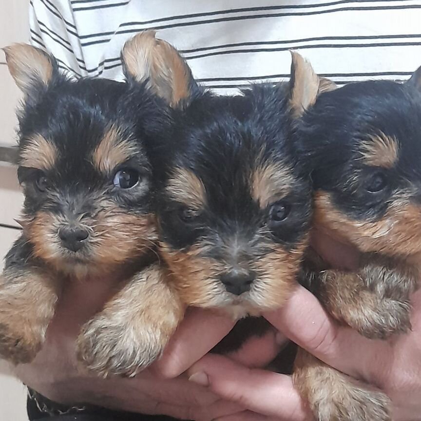 Йоркширский терьер, щенок