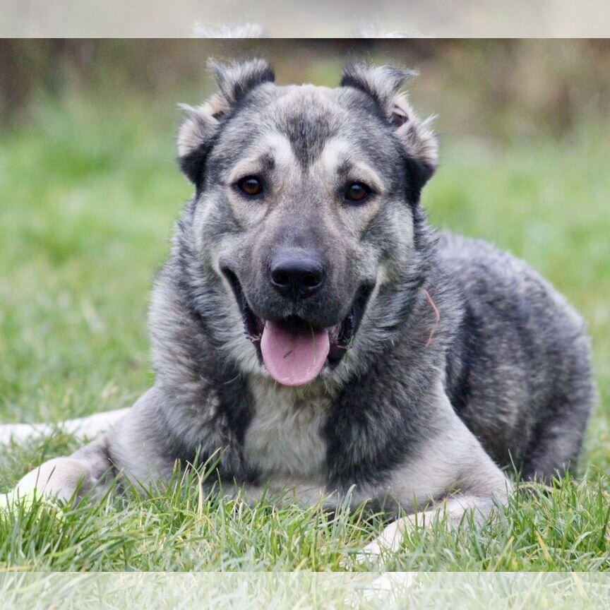 Среднеазиатская овчарка, щенок