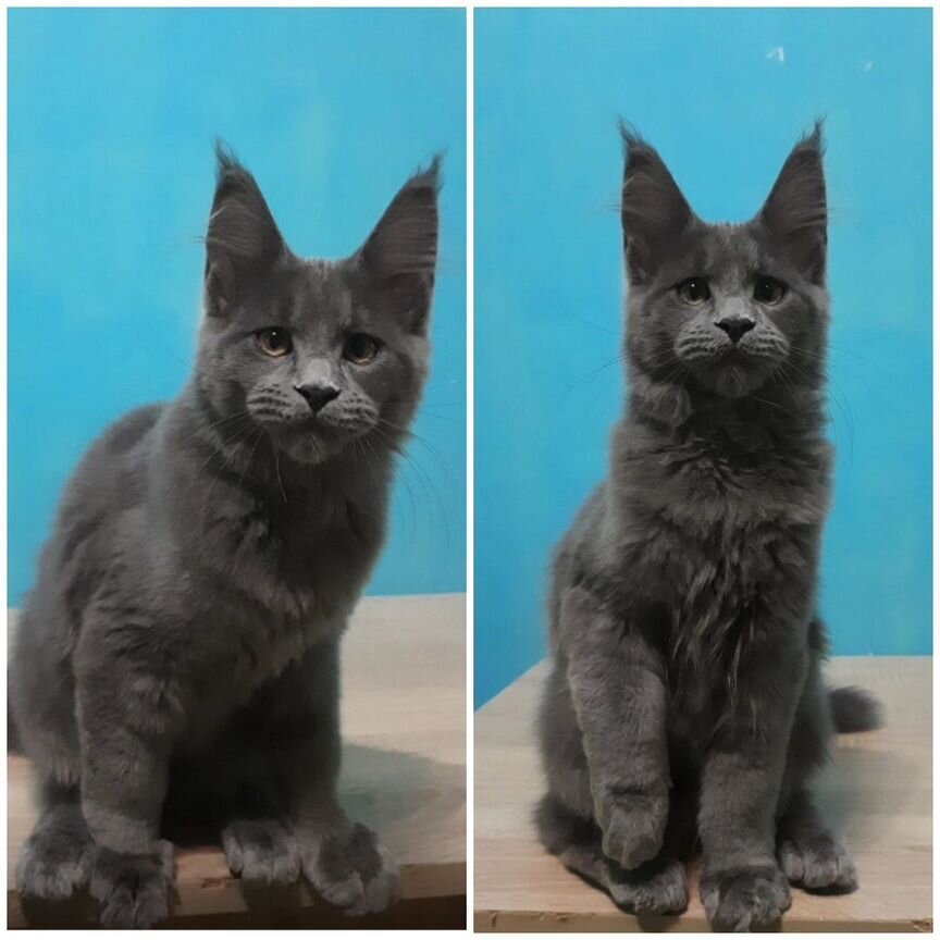 Шикарная девочка Голубой дым as