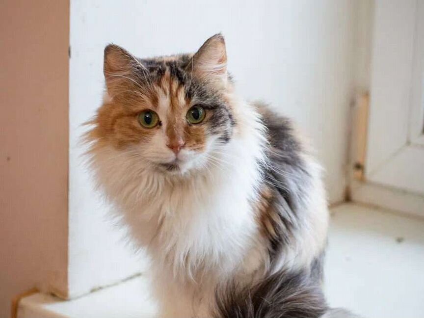 Пушистая трехцветка Маруся