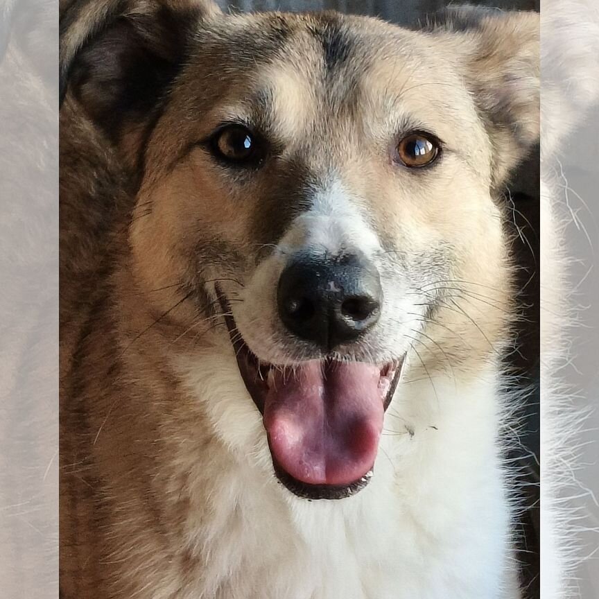 Взрослая собака в добрые руки