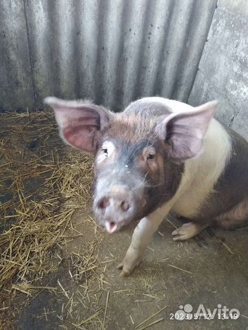 9 месяцев.Продам на племя