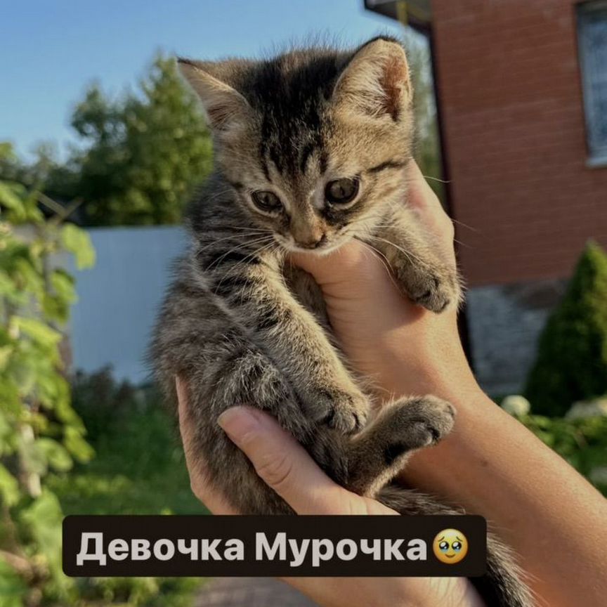Котенок в добрые руки