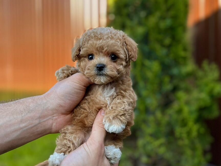 Мальчик мальтипу micro