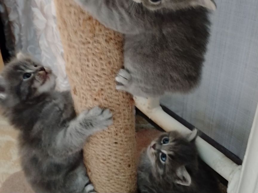 Котята бобтейл