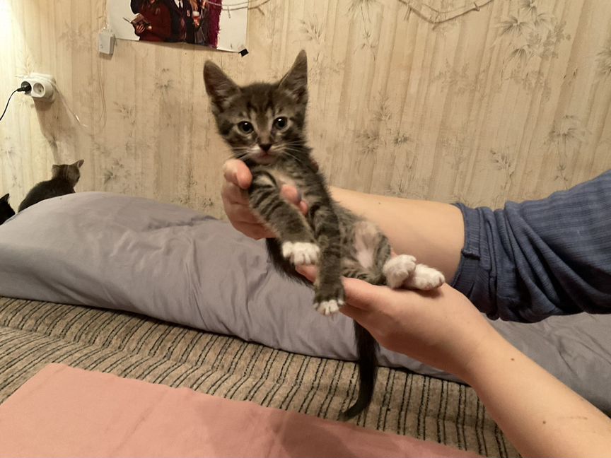 Котенок мальчик в дар