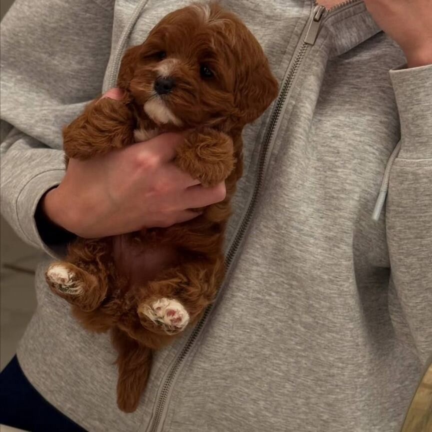 Мальтипу, щенок