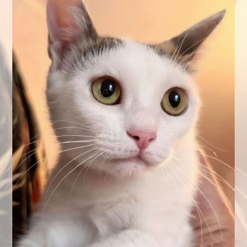 Европейский короткошёрстный котёнок