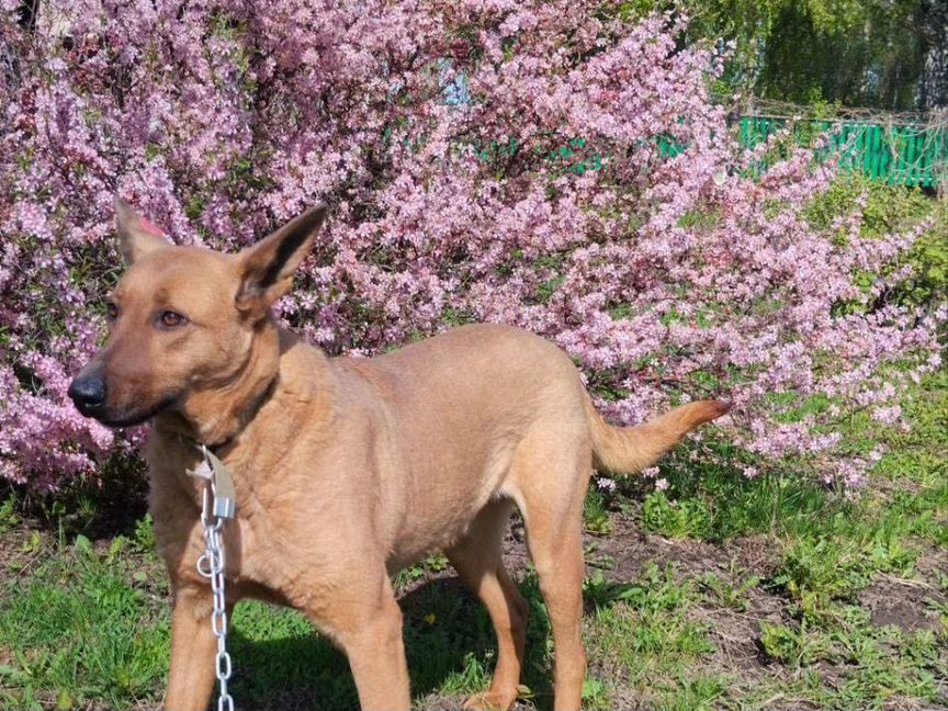 Собака в добрые руки отдам бесплатно