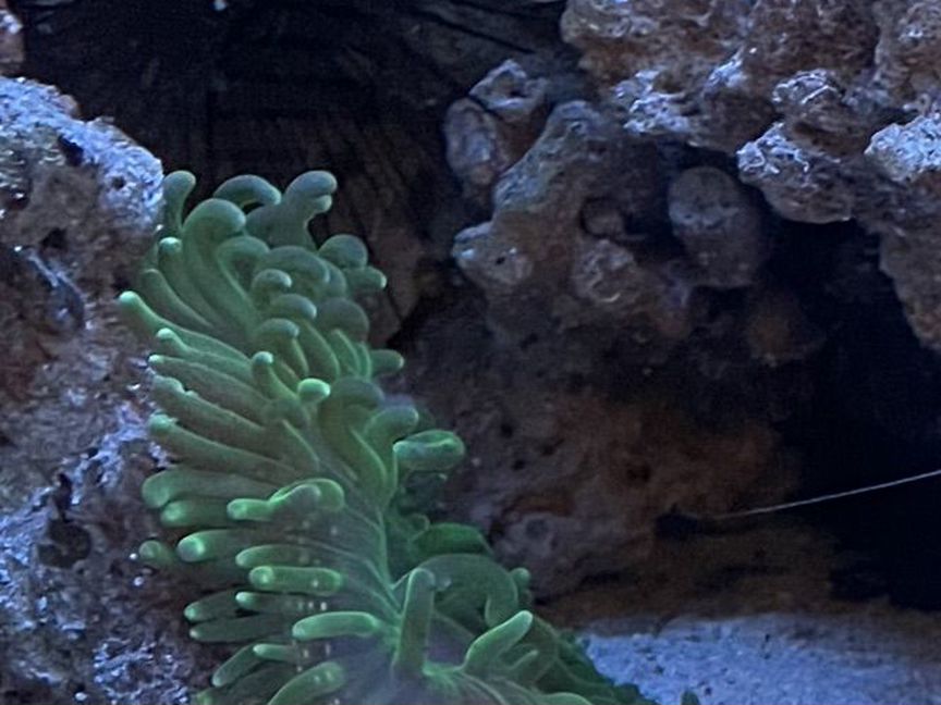 Актиния красноногая зелено-фиолетовая