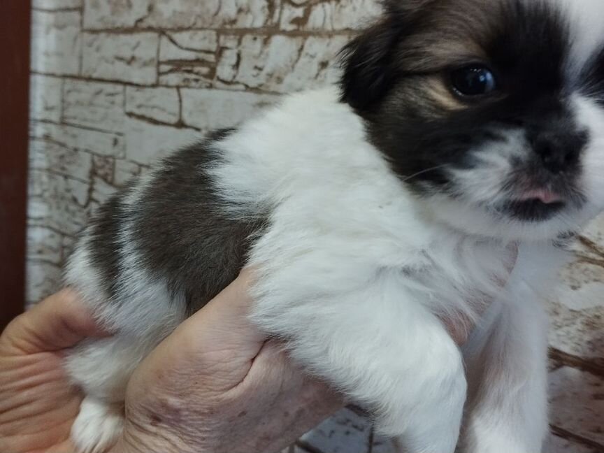 Пекинес мальчик