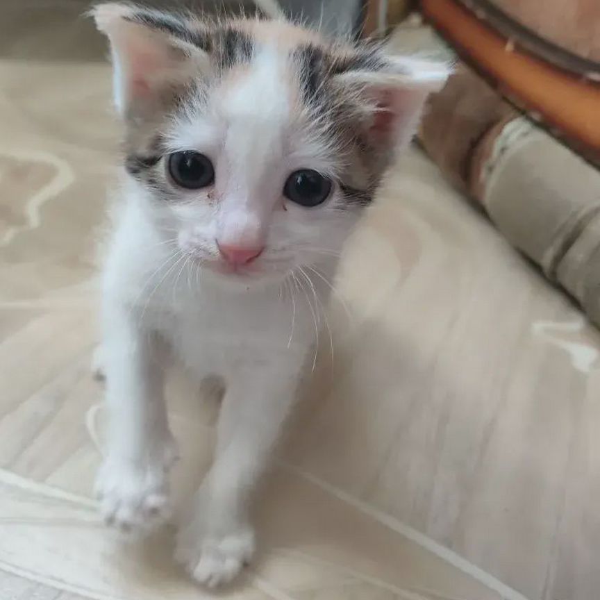 Котёнок в добрые руки