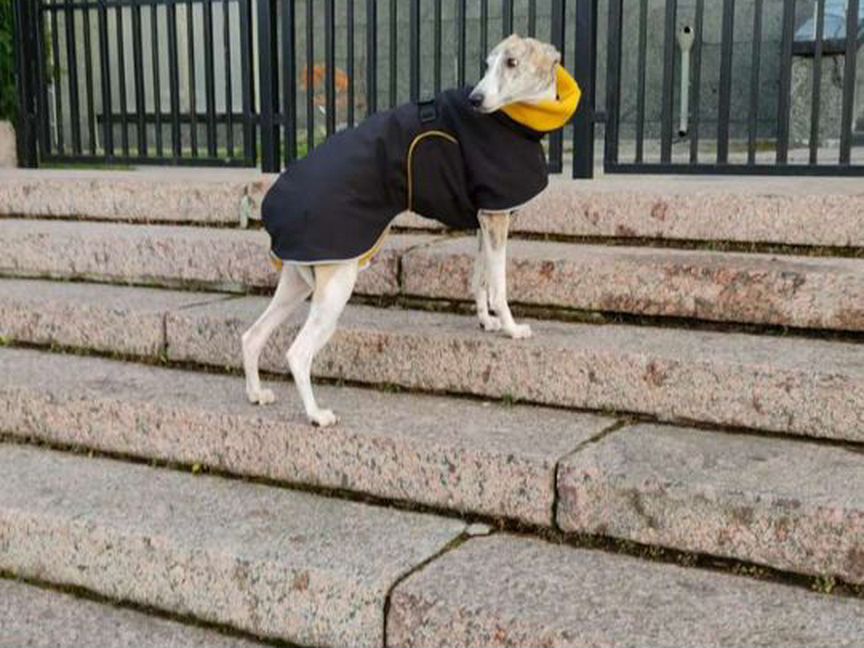 Зимняя попона для уиппета