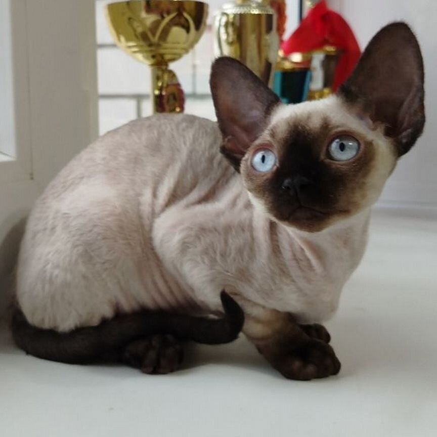 Девон-рекс котёнок