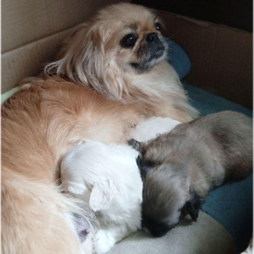 Пекинес, щенок