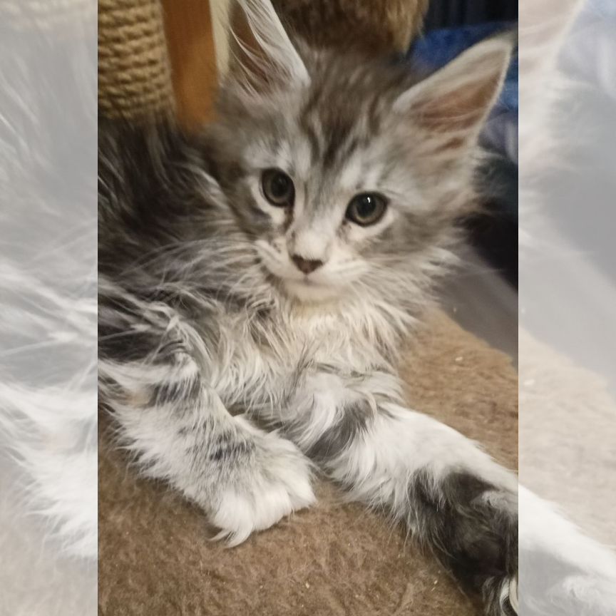 Мейн-кун котёнок