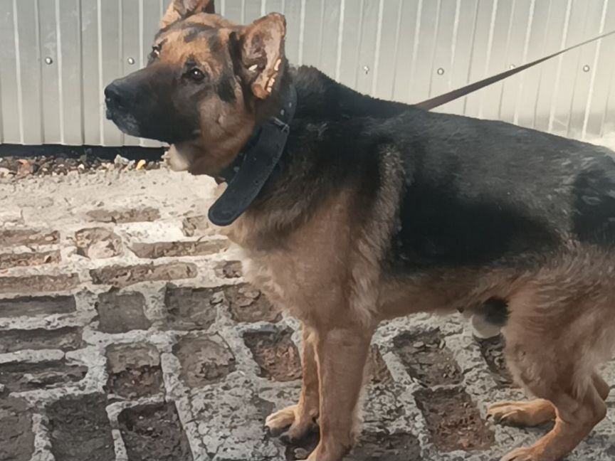 Немецкая овчарка