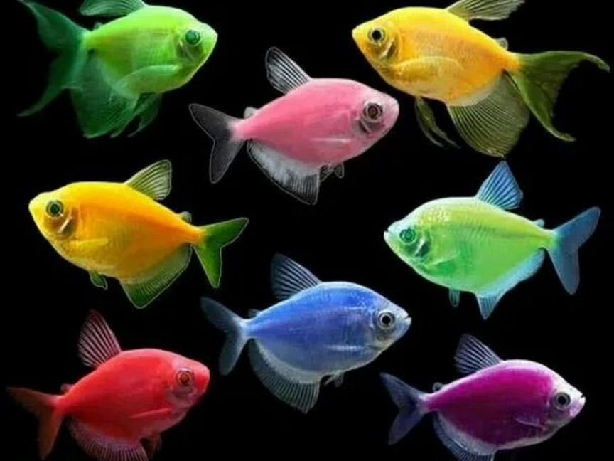 Данио гло и тернеция