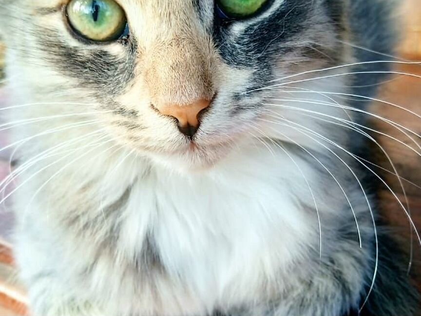 Кошечки (котята) 3.5 мес