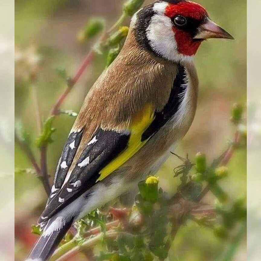 Продам певчих птиц