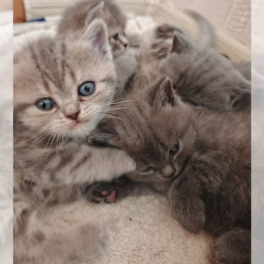 Шотландский прямоухий короткошёрстный котёнок