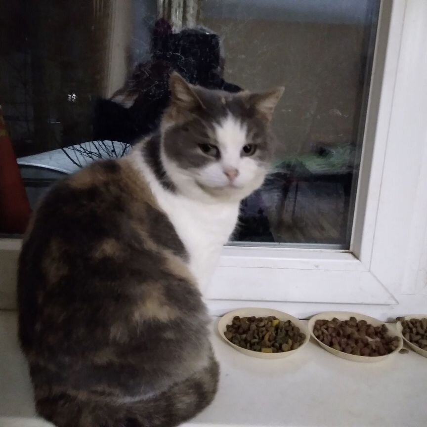 Взрослая кошка в добрые руки