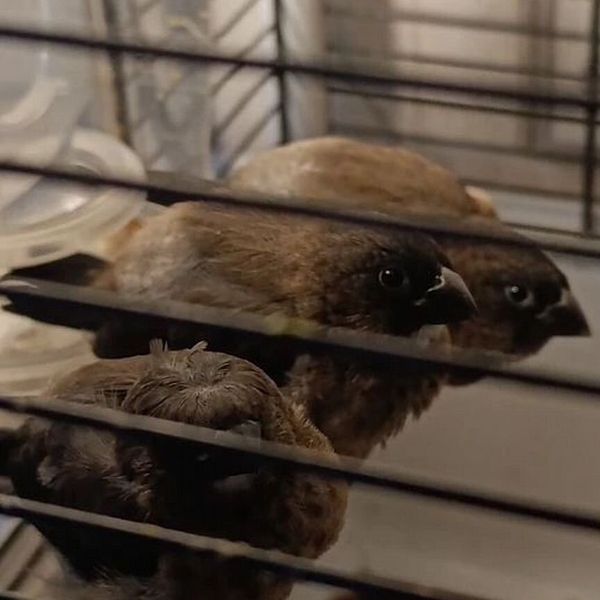 Японские амадины птенцы