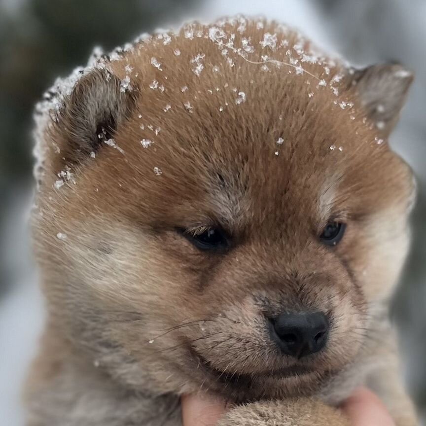 Сиба-ину, щенок