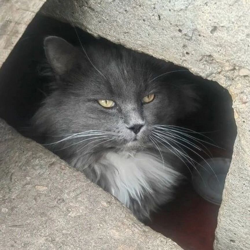 Выбросили как ненужную игрушку великолепного кота