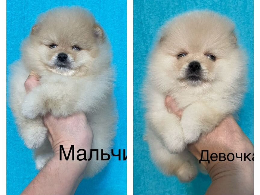 Девочка и Мальчик померанского шпица
