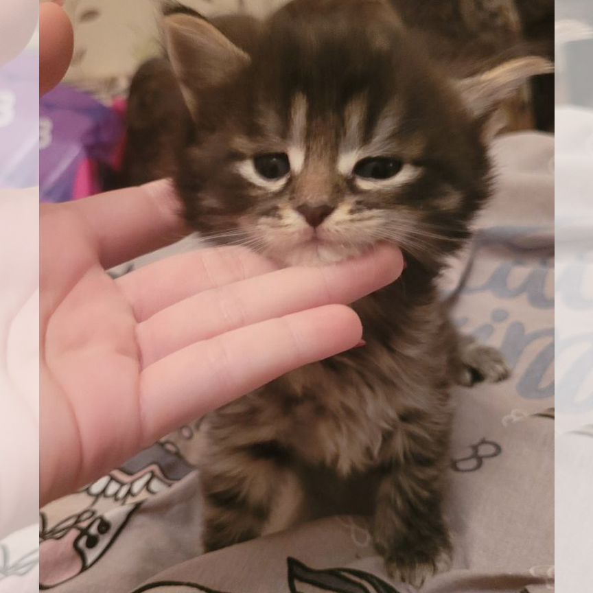 Котёнок в добрые руки