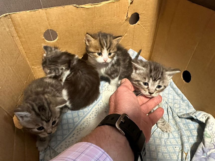 Котята Мейн-кун