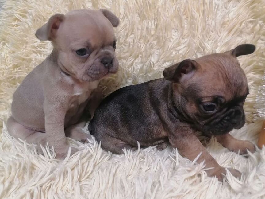 Французский бульдог