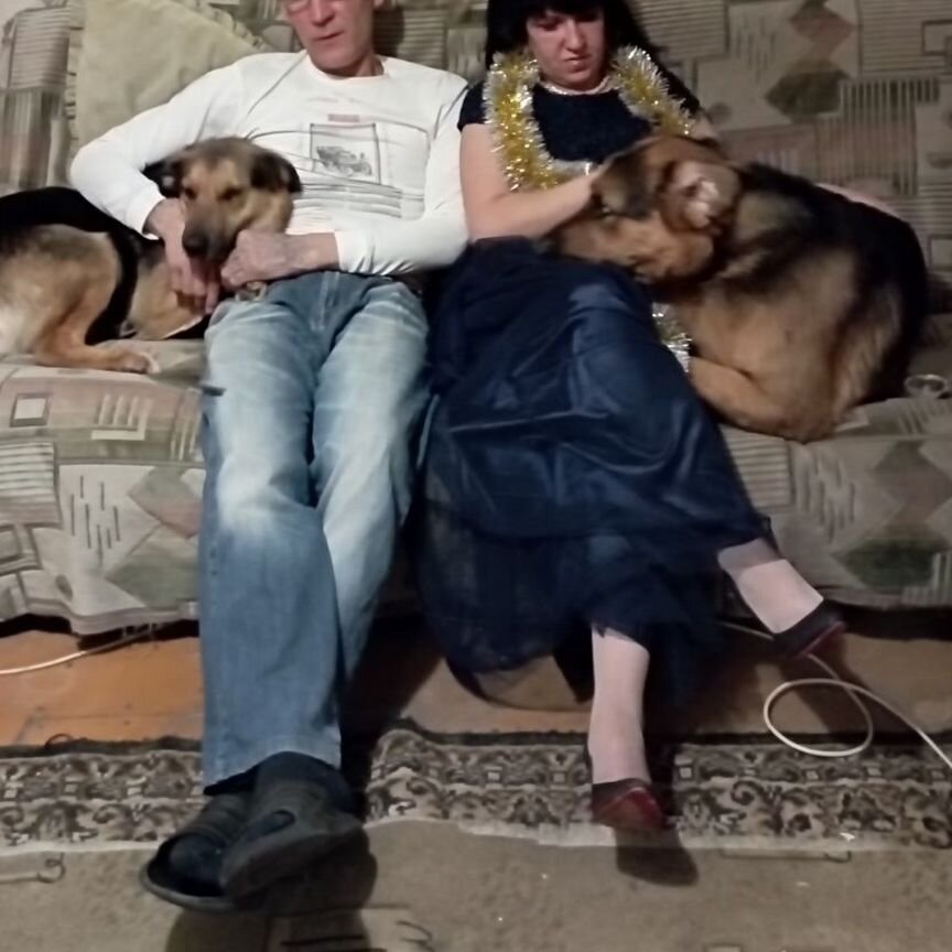 Щенки немецкой овчарки,на фото родители