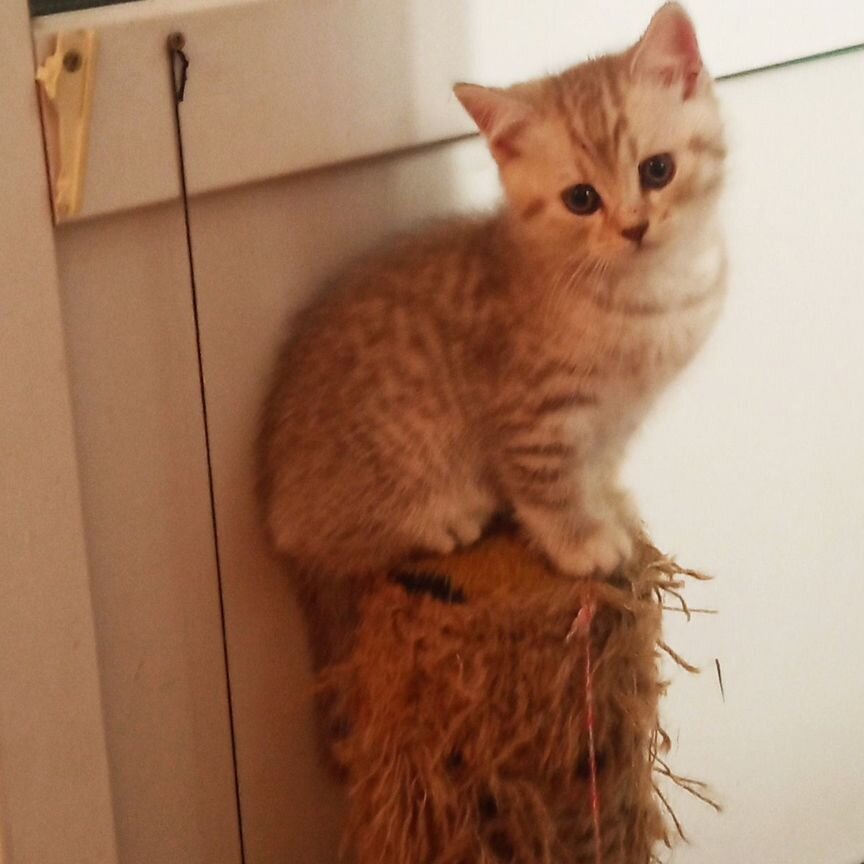 Шотландский вислоухий короткошёрстный котёнок