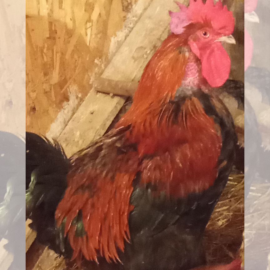 Семейки, петухи