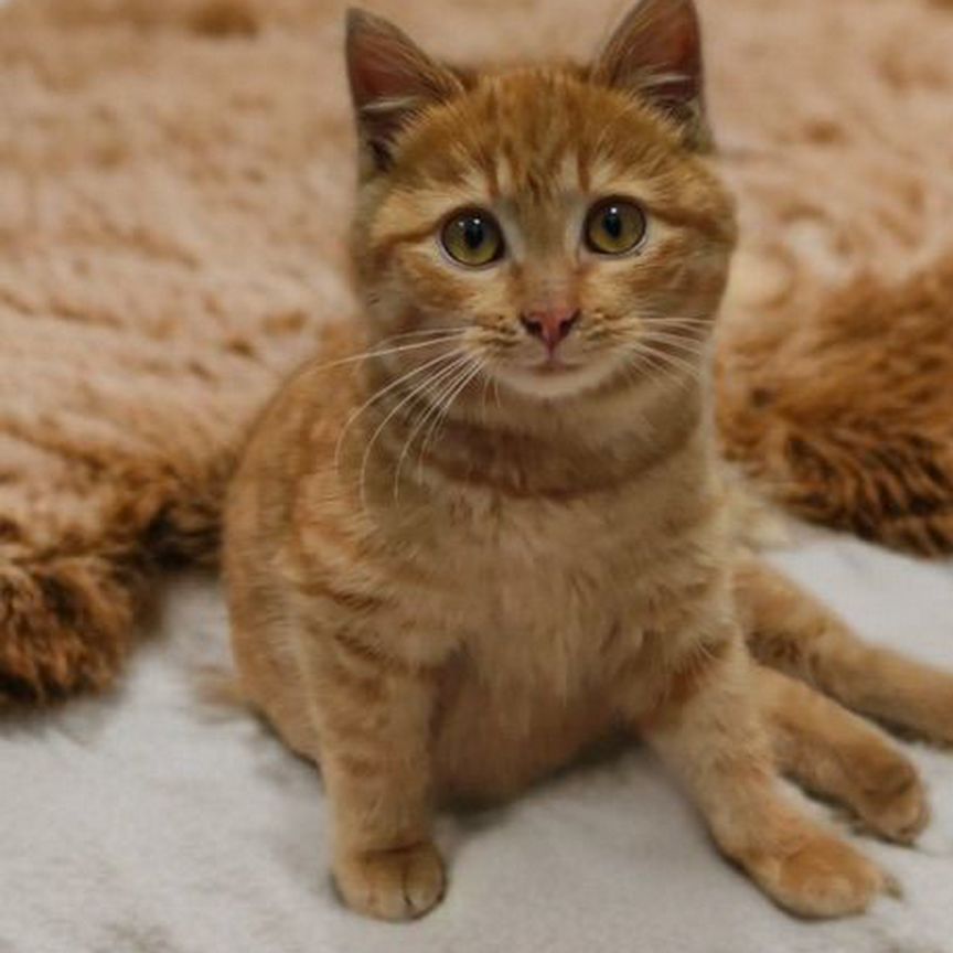 Алиса в добрые руки