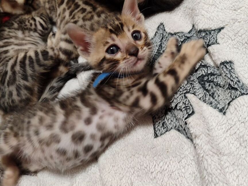 Бенгальские котята