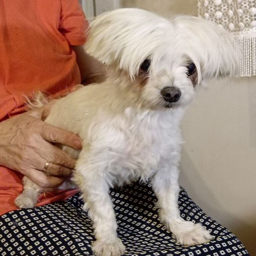 Мальтийская болонка, 11 лет